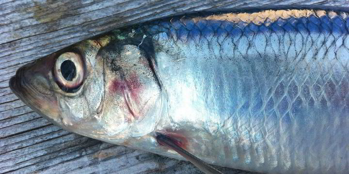 Den høstgytende silda i vestlige Østersjøen er en viktigere bestand enn ...