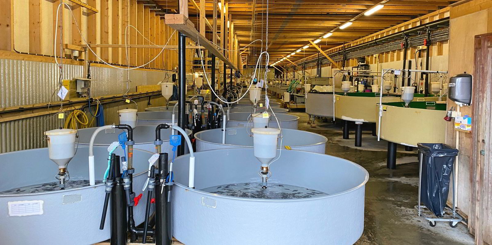 Etter 25 år meiner Nordic Halibut at kveita er klar for industriell ...