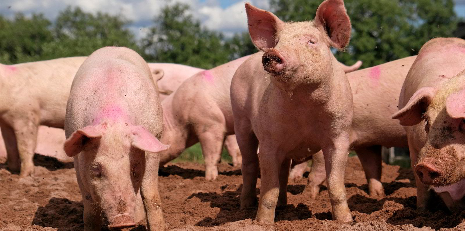 Harvey Gulf reveals how pig manure fuelled its pursuit of net-zero ...
