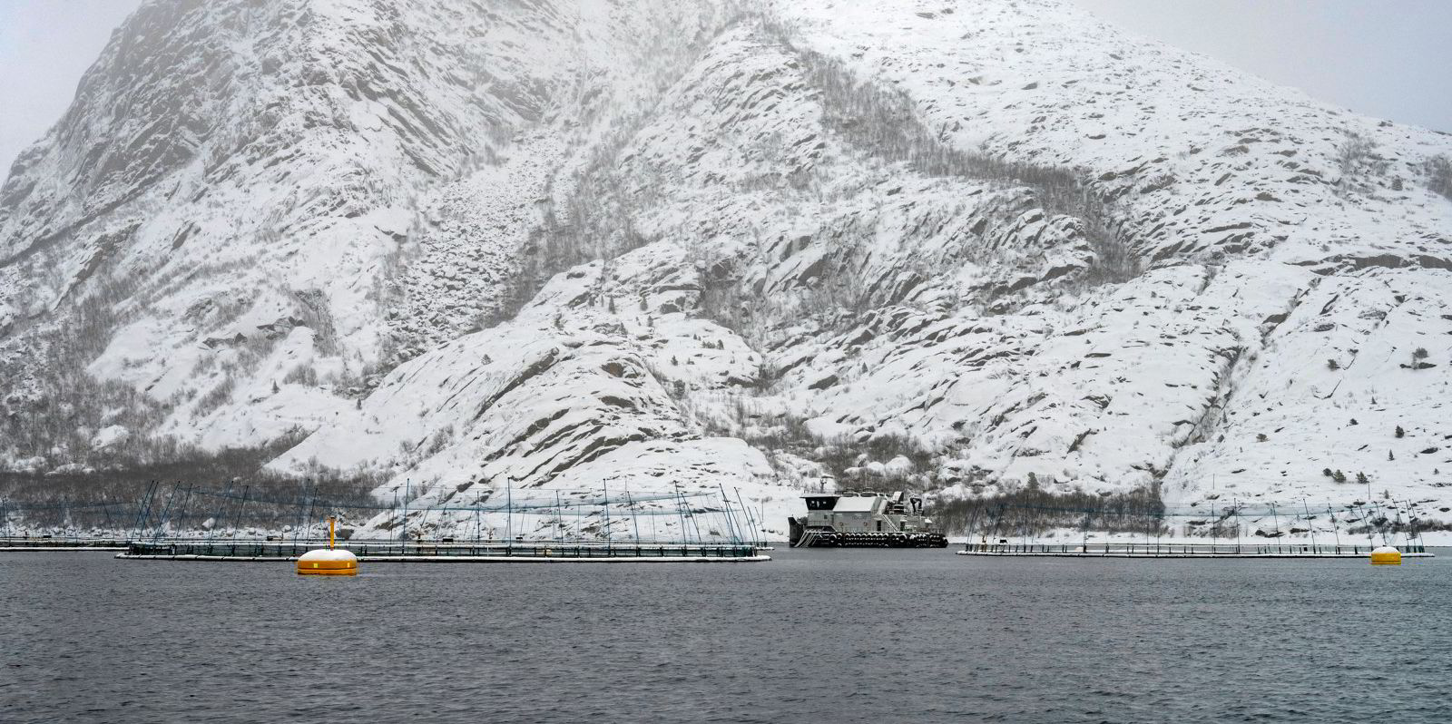 Norcod vil hente inntil 175 millioner kroner i frisk kapital | IntraFish.no