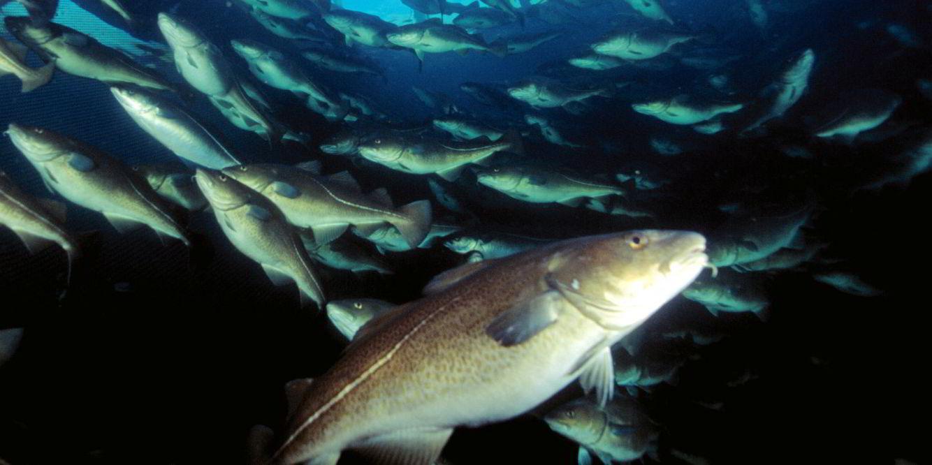 Torsken i østlige deler av Østersjøen kan ikke reddes | Fiskeribladet