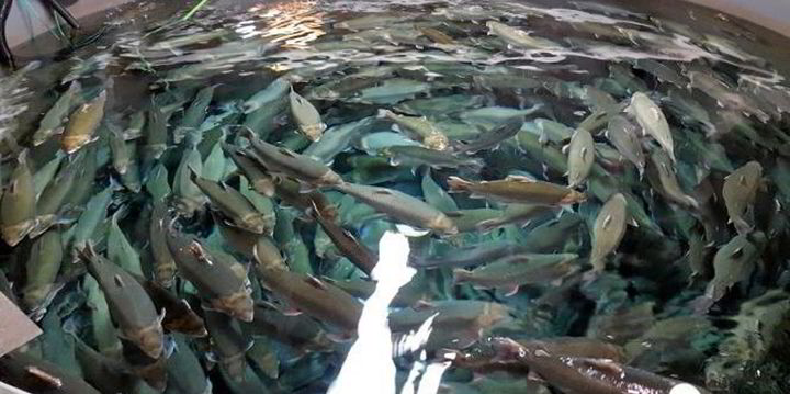 Brutal cold snap wipes out 100,000 fish at Canada land-based farm ...