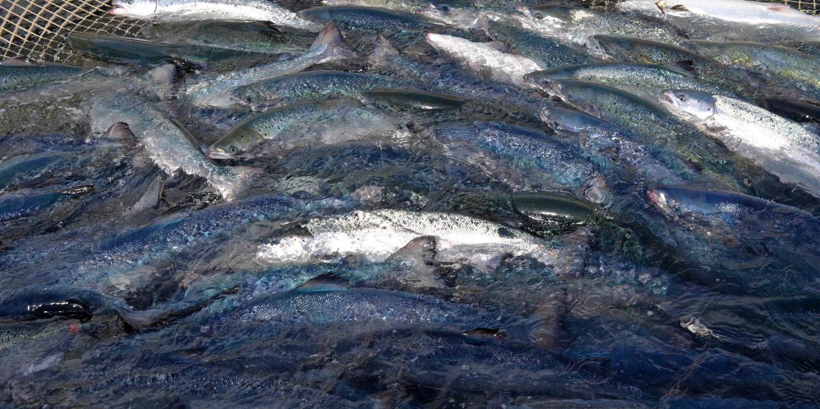 Tre nye oppdrettsrelaterte bedrifter startet | Fiskeribladet