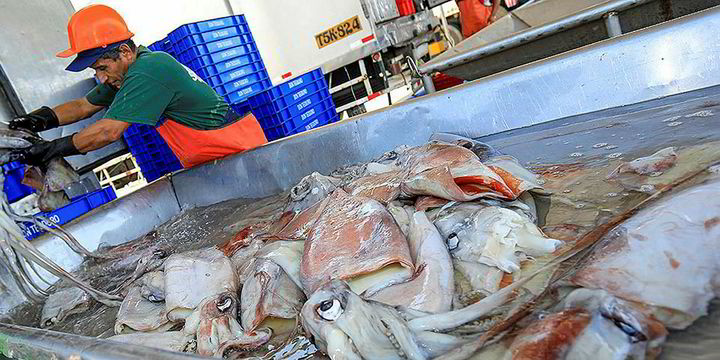 Peru's giant squid landings up 11% in February | IntraFish.com