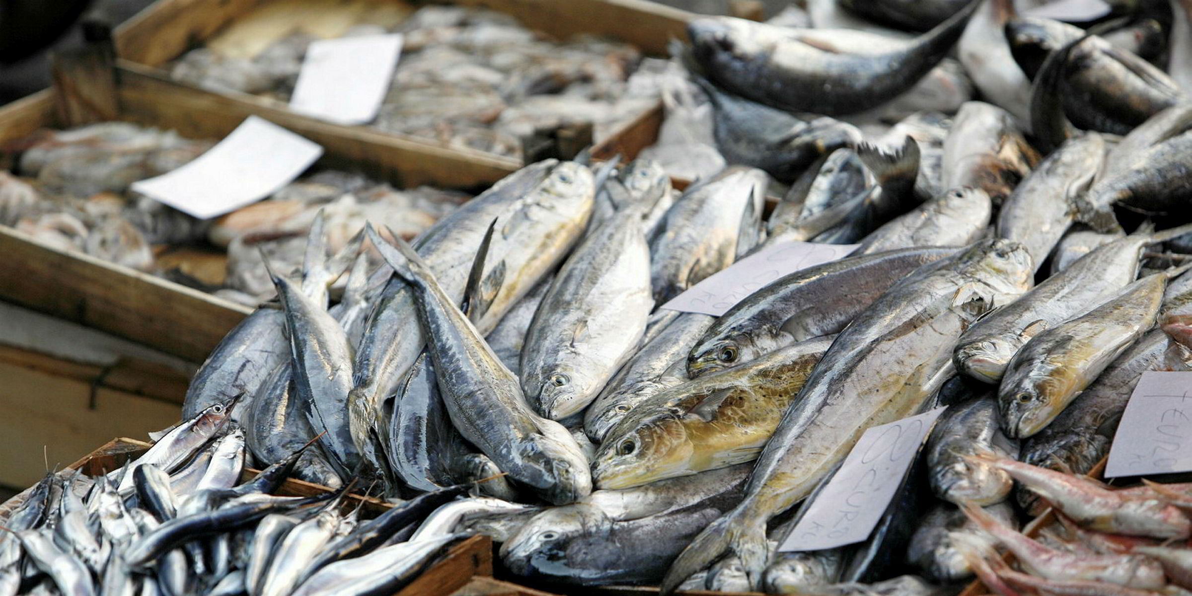 FAO: Global fish production to increase 15% by 2026 | IntraFish.com