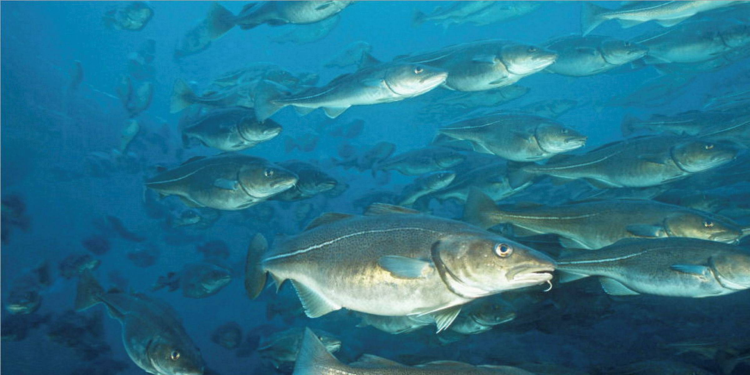 Salmon producer expands cod farming operations | IntraFish.com