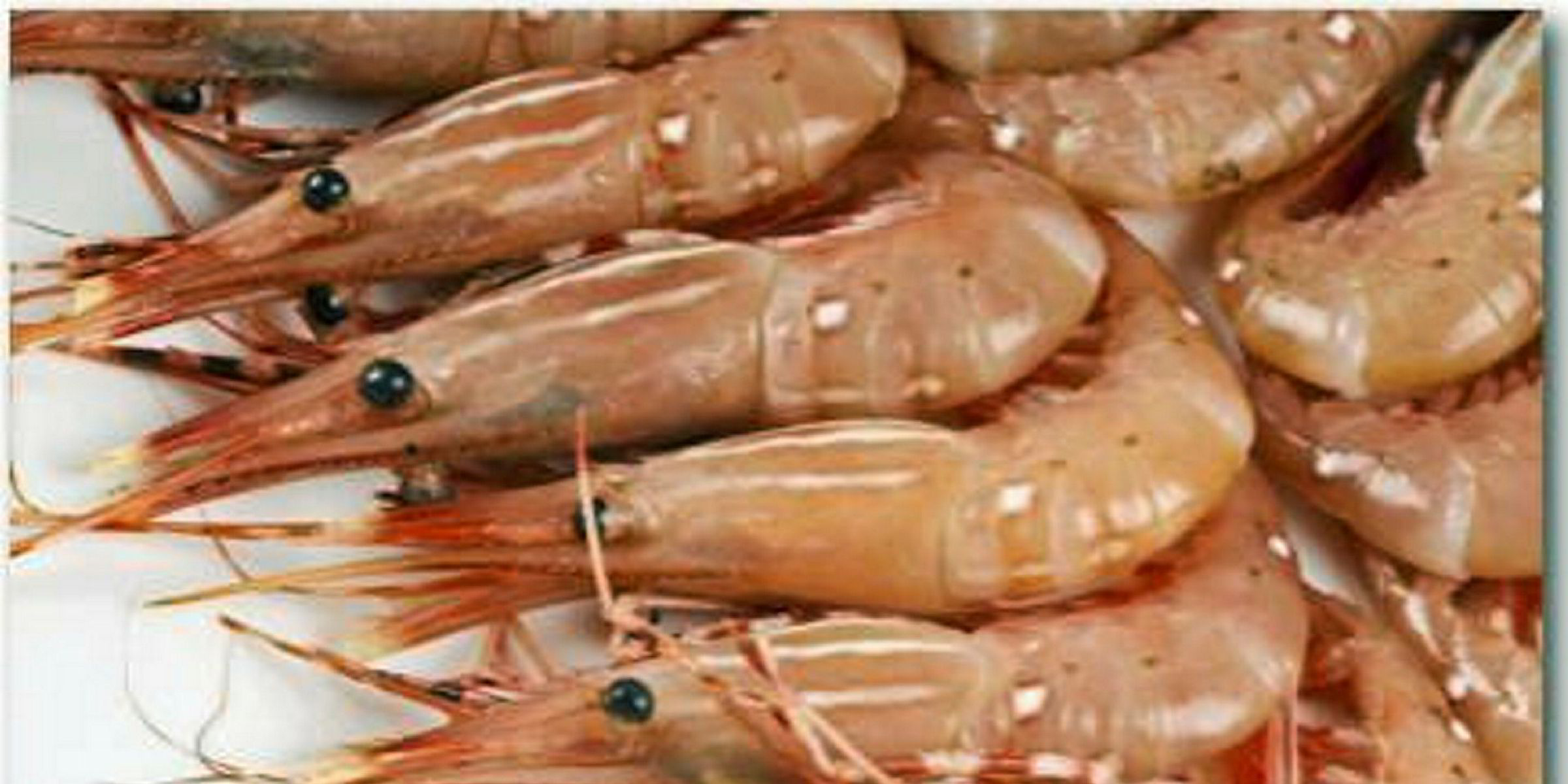 Senate Committee Passes Bill To Include Shrimp In Import Monitoring