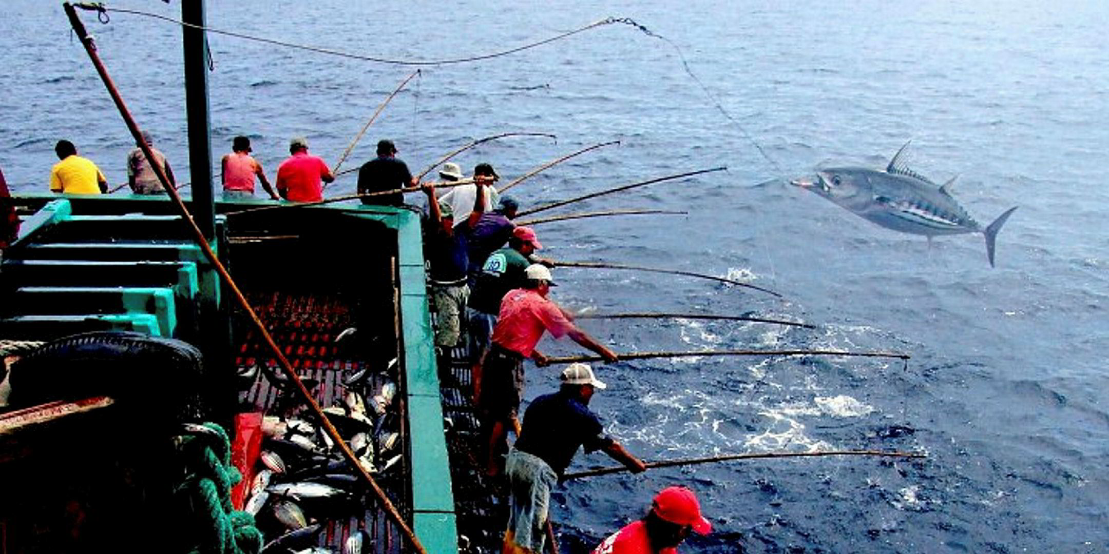 Global fisheries information network launches | IntraFish.com