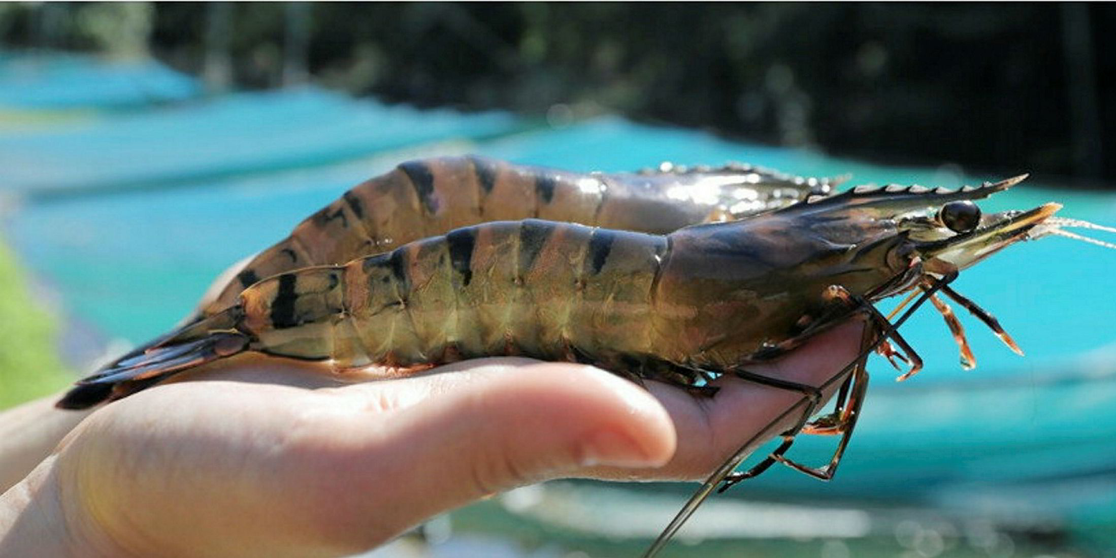 World's largest shrimp farm gets set for take off | IntraFish.com
