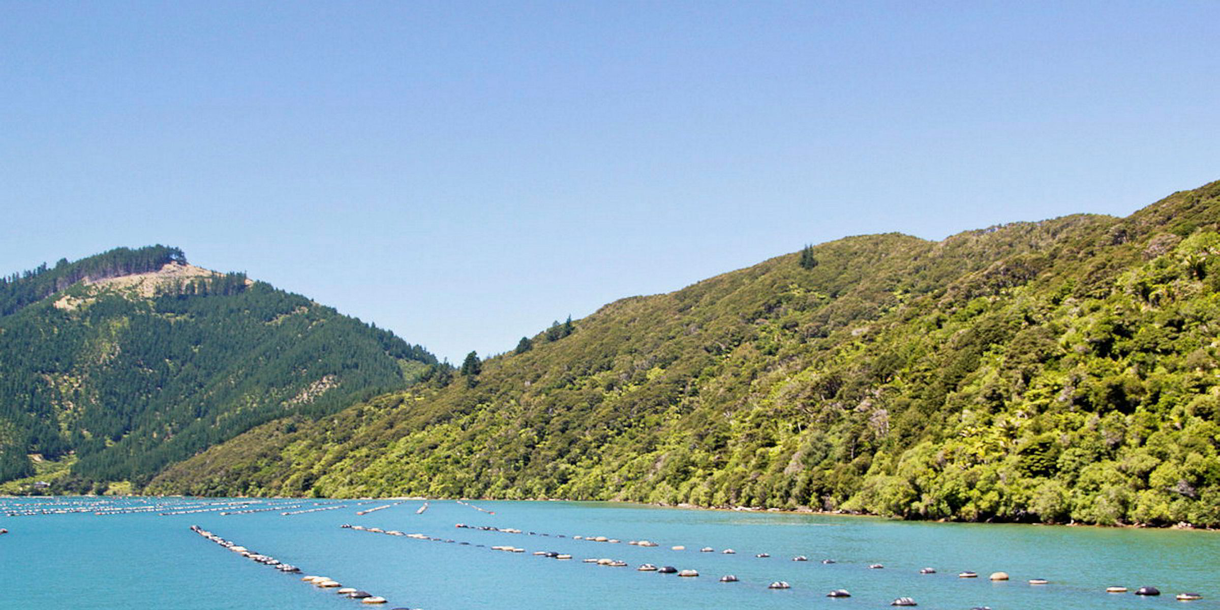 NZ aquaculture firms go to court over mussel farm extension | IntraFish.com
