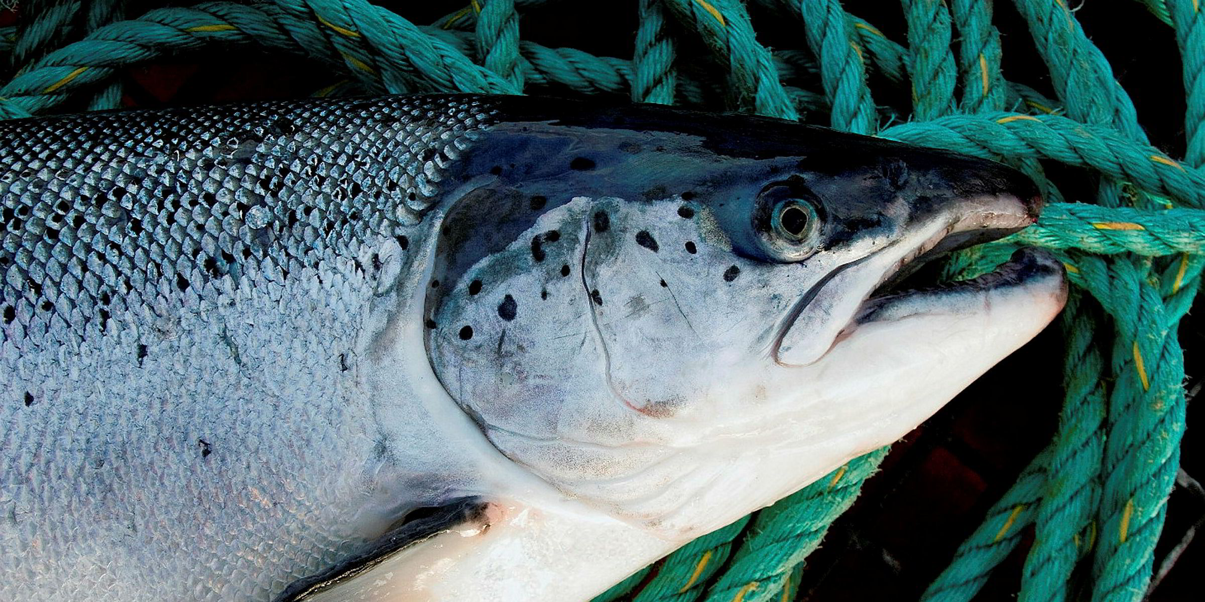 Grieg, OCI finalize ownership structure for NL salmon operation ...