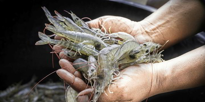 High density, organic shrimp farms? Meet the men who claim to hold the ...