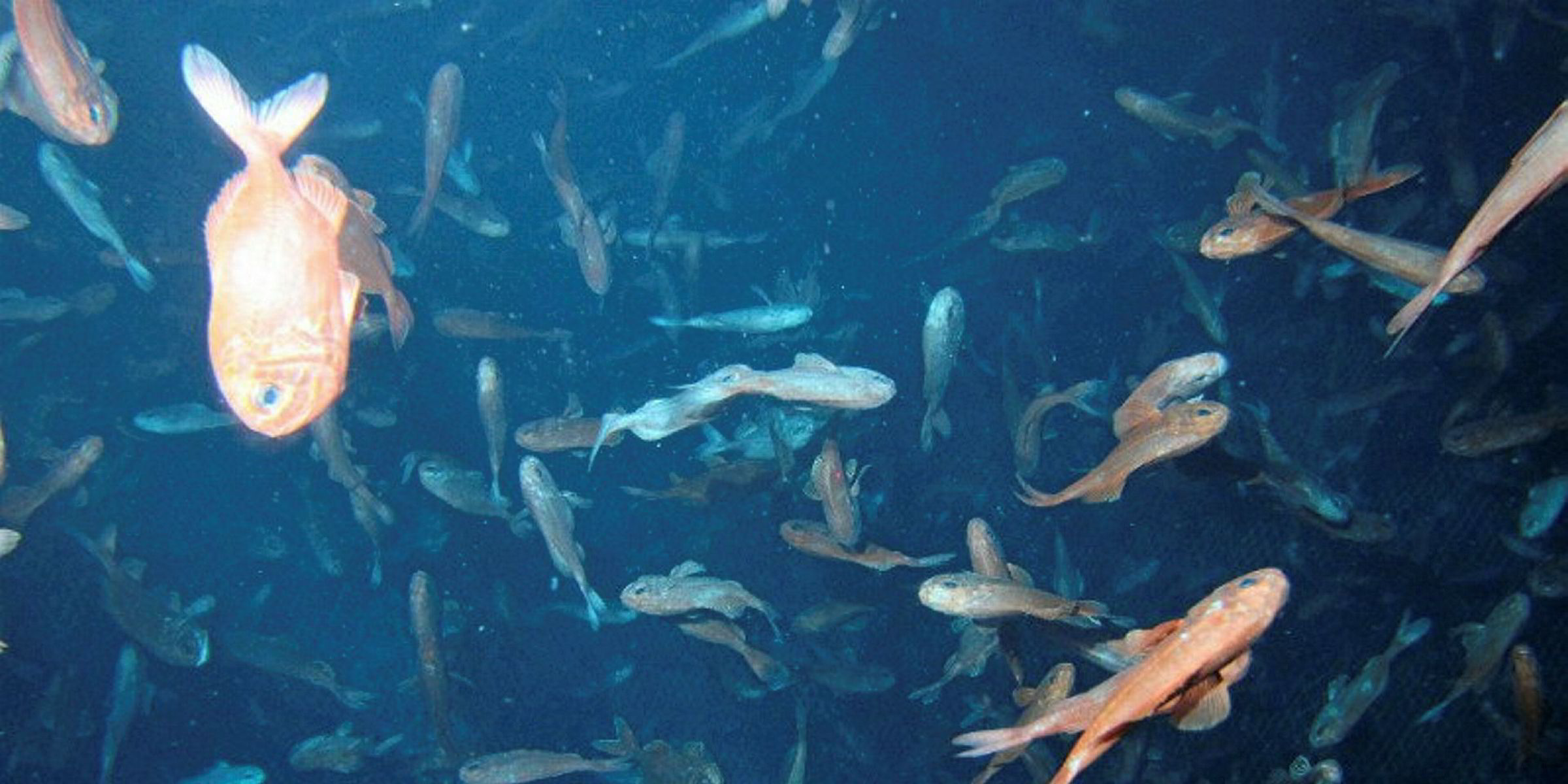 New Zealand orange roughy fishery re-opens after 19 years | IntraFish.com