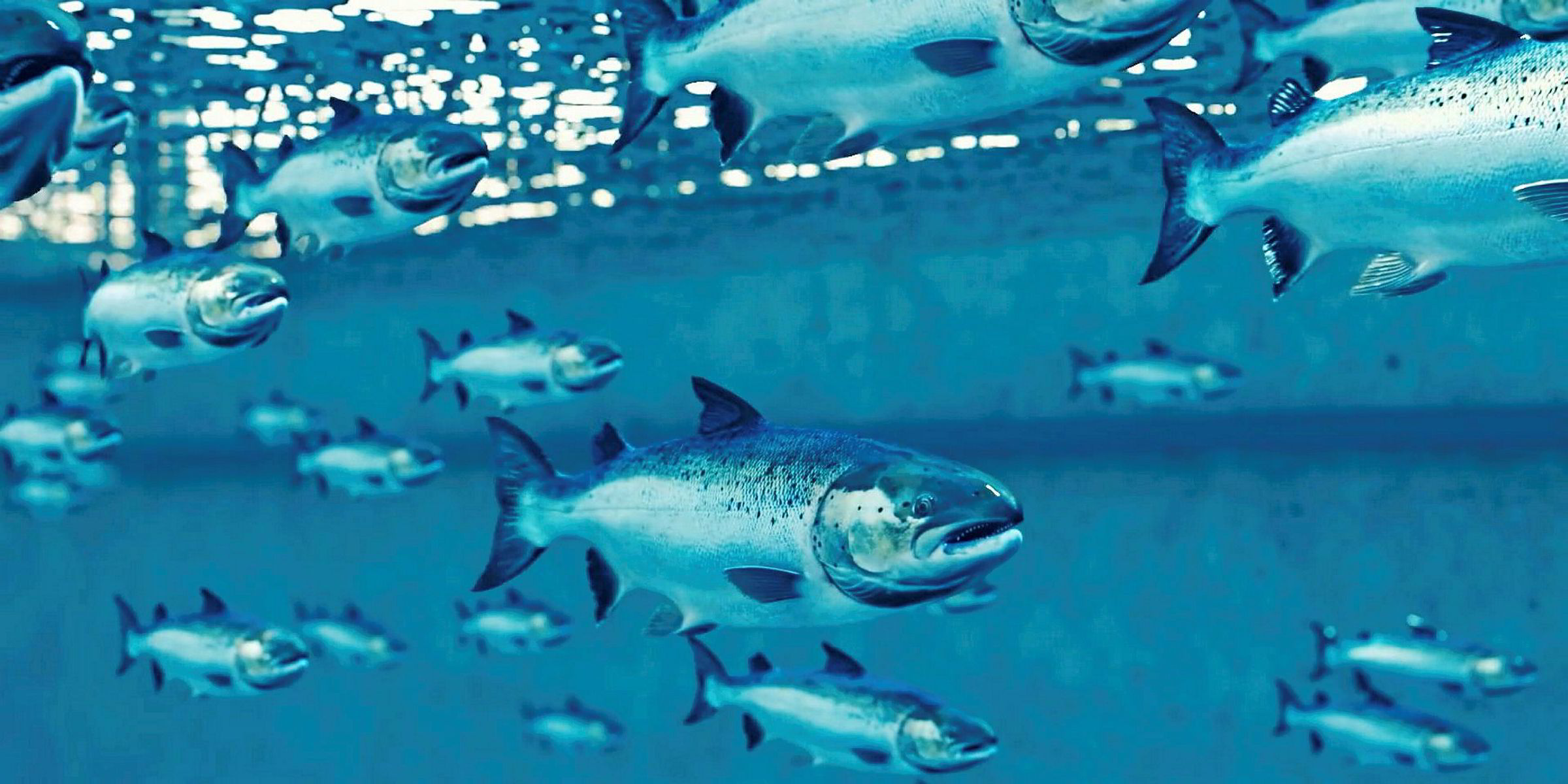 VIDEO: Land-based salmon farming about to get nationwide TV exposure ...