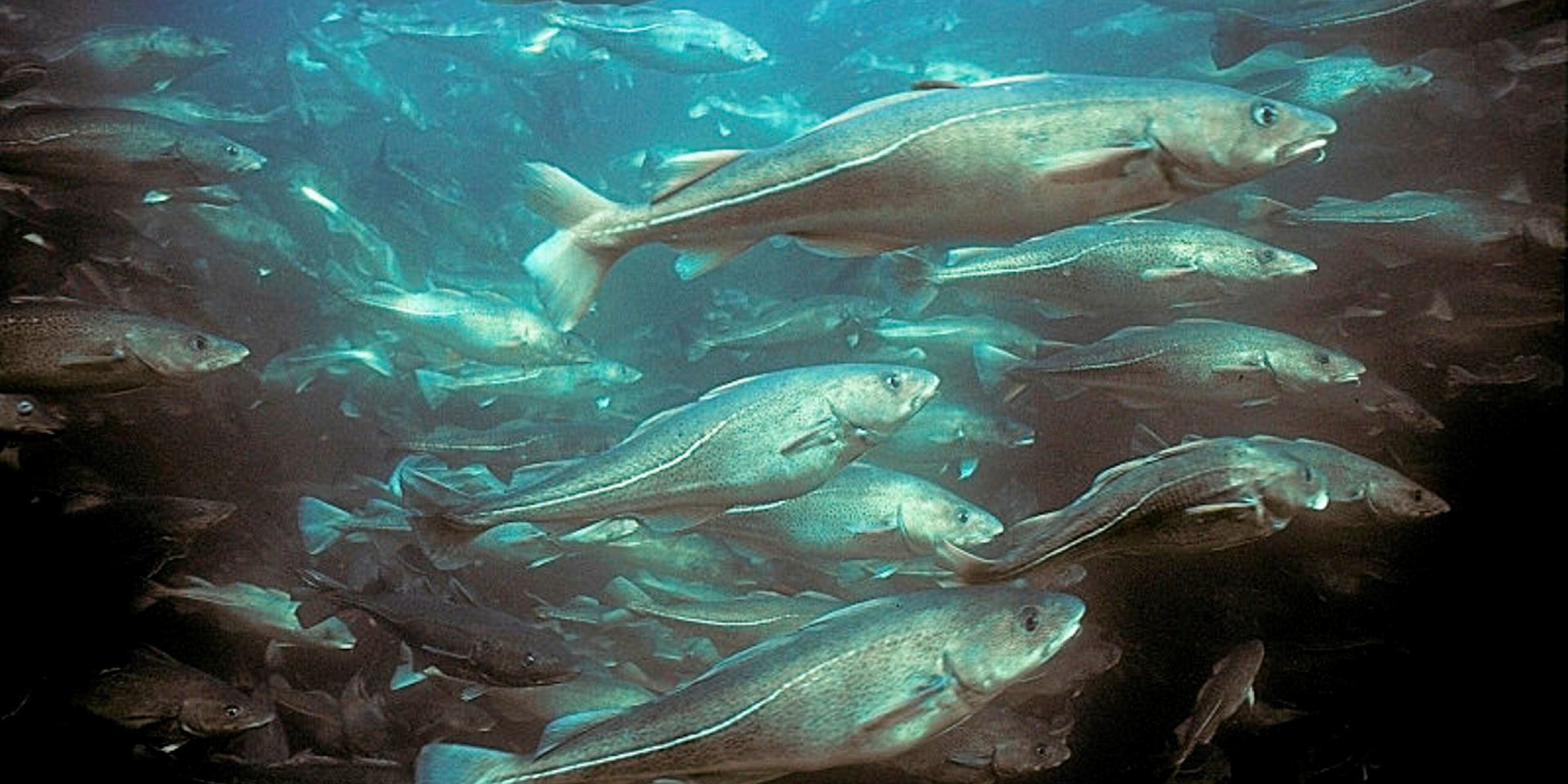 Atlantic Cod School