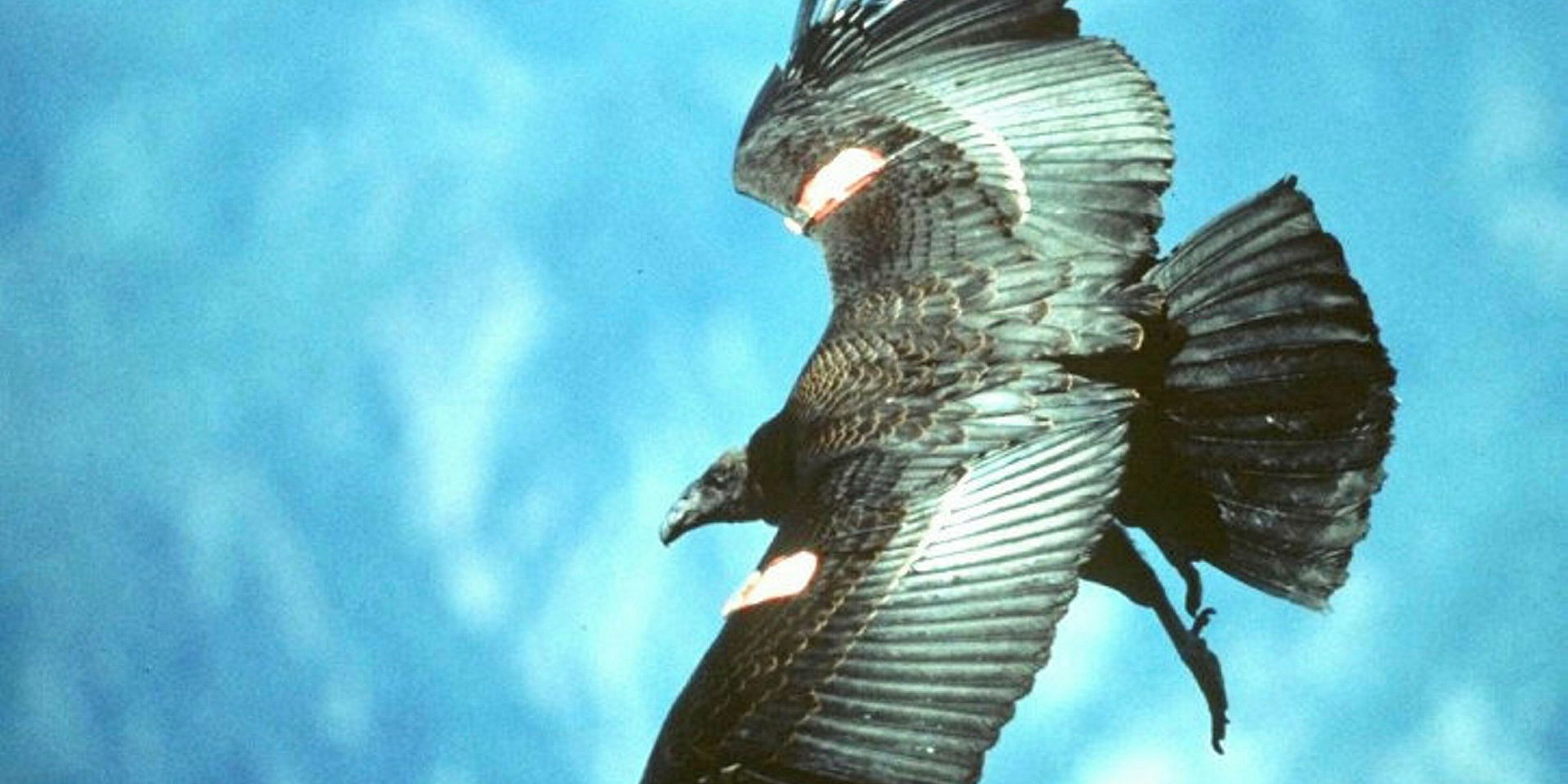 Condor spuds Turkish wildcat | Upstream Online