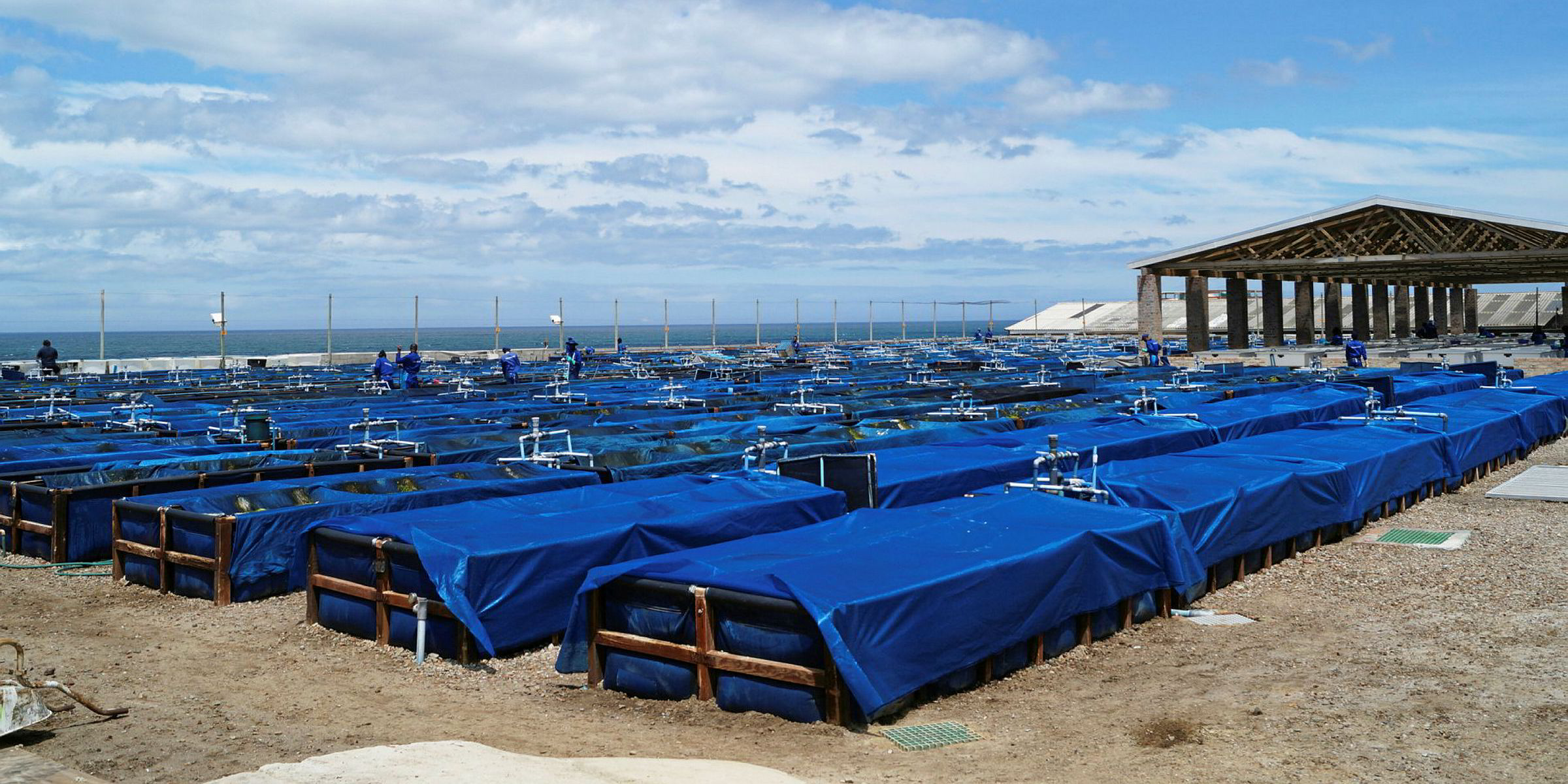 Farm Focus: Inside one of South Africa's biggest abalone operations ...
