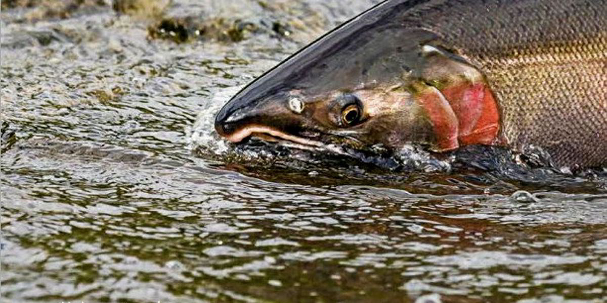 Washington state scientist refutes NGO claims farmed fish affects ...