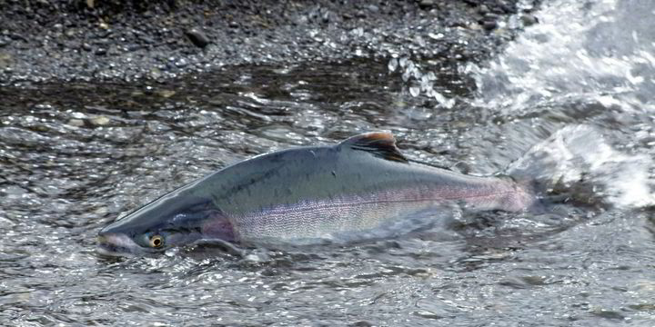 Russia kicks off wild salmon season | IntraFish.com