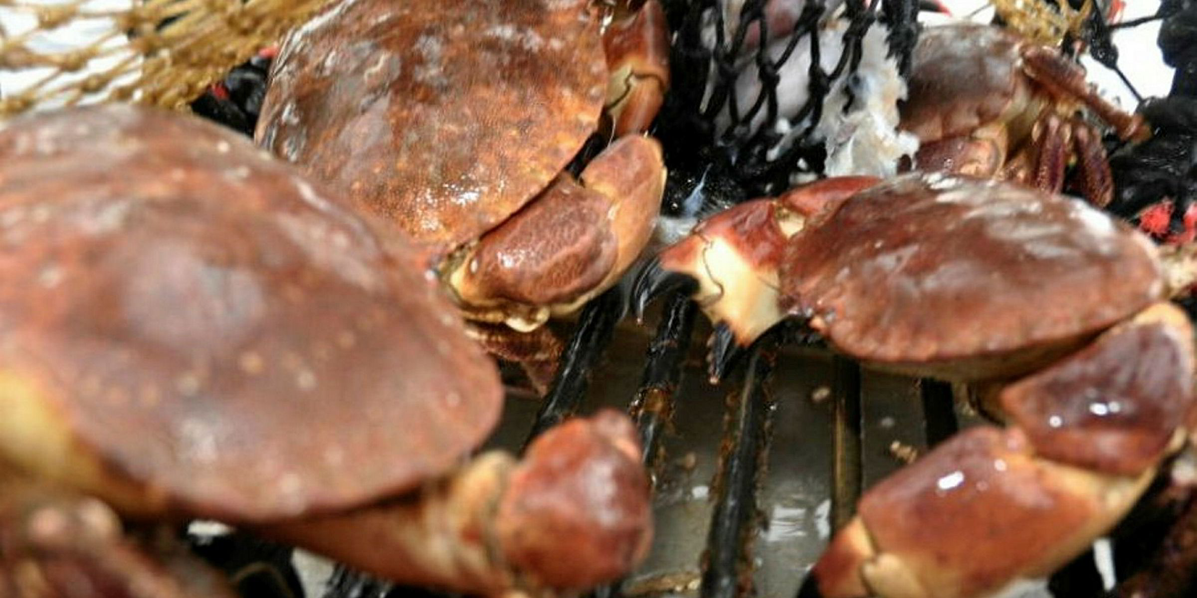 Scottish brown crab creel fishery begins MSC assessment | IntraFish.com