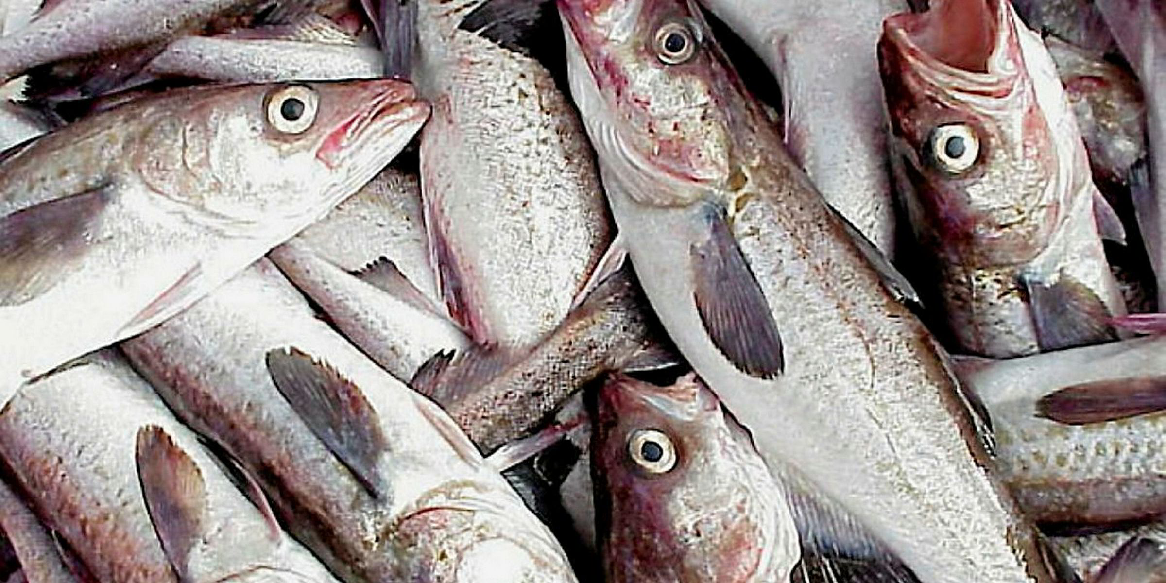 USDA purchases $6 million of Alaska pollock from Trident | Intrafish
