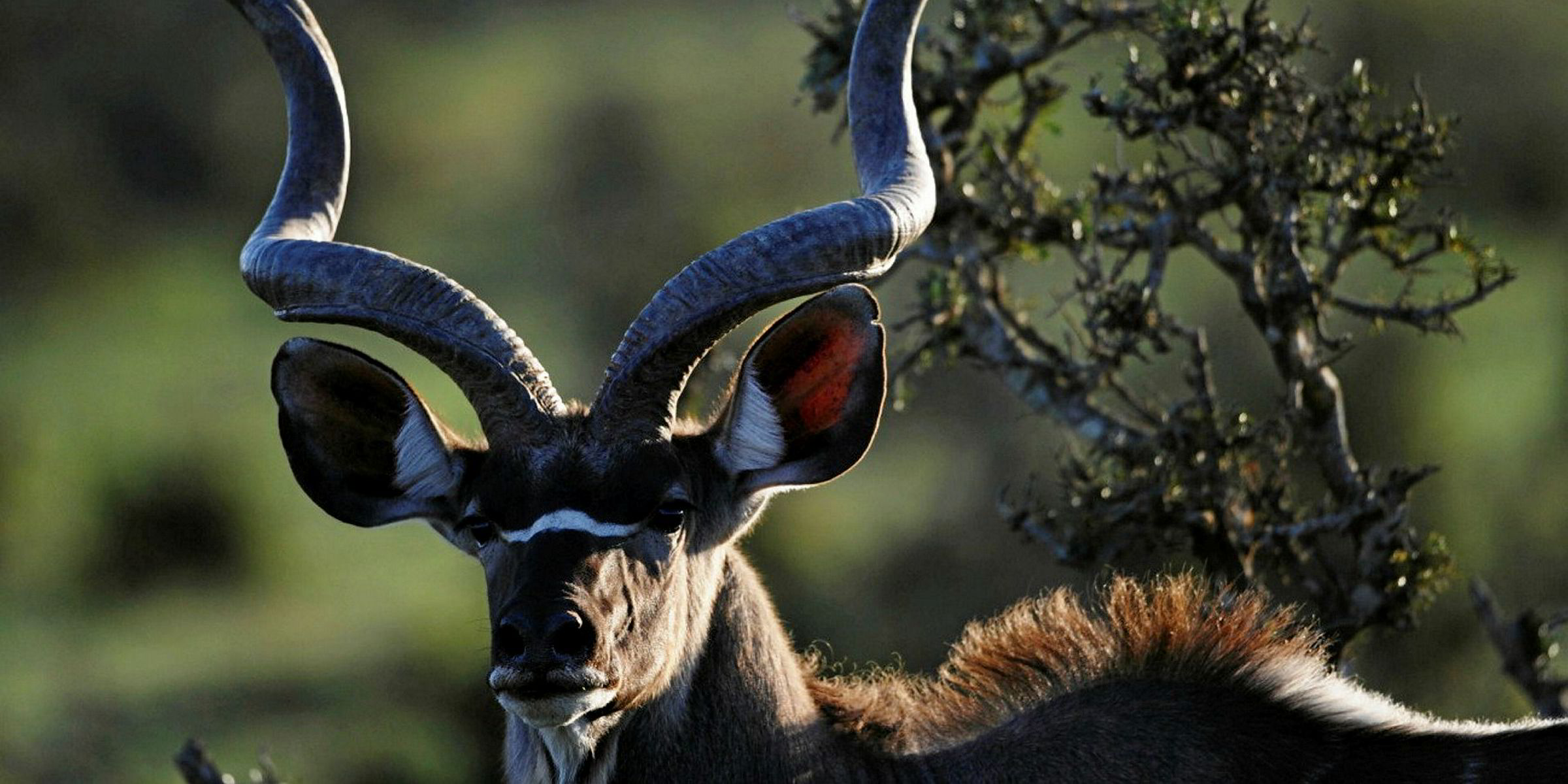 BW Offshore delays Kudu decision | Upstream Online