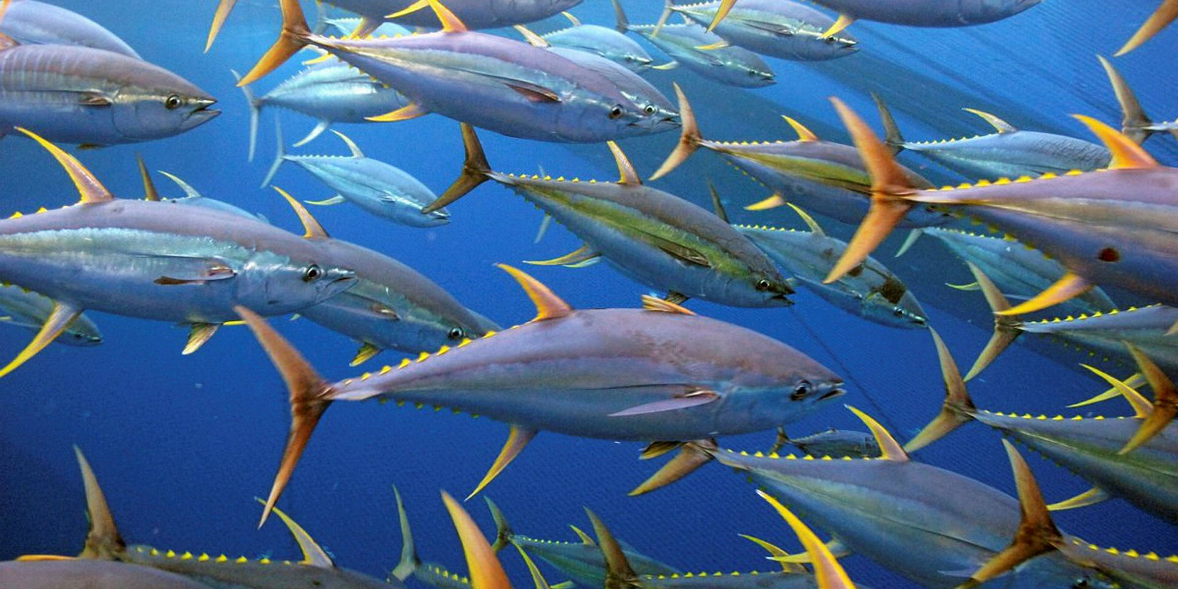 French Polynesia albacore, yellowfin tuna fishery nabs MSC stamp ...