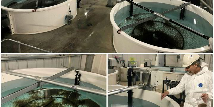 Atlantic Sapphire transfers first fingerlings to feeding tanks in ...