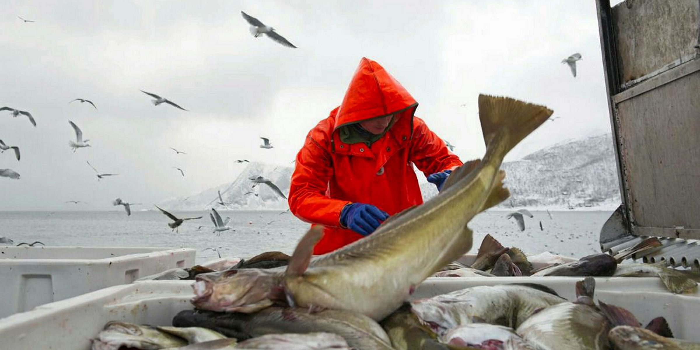 Atlantic cod price increases appear inevitable | IntraFish.com