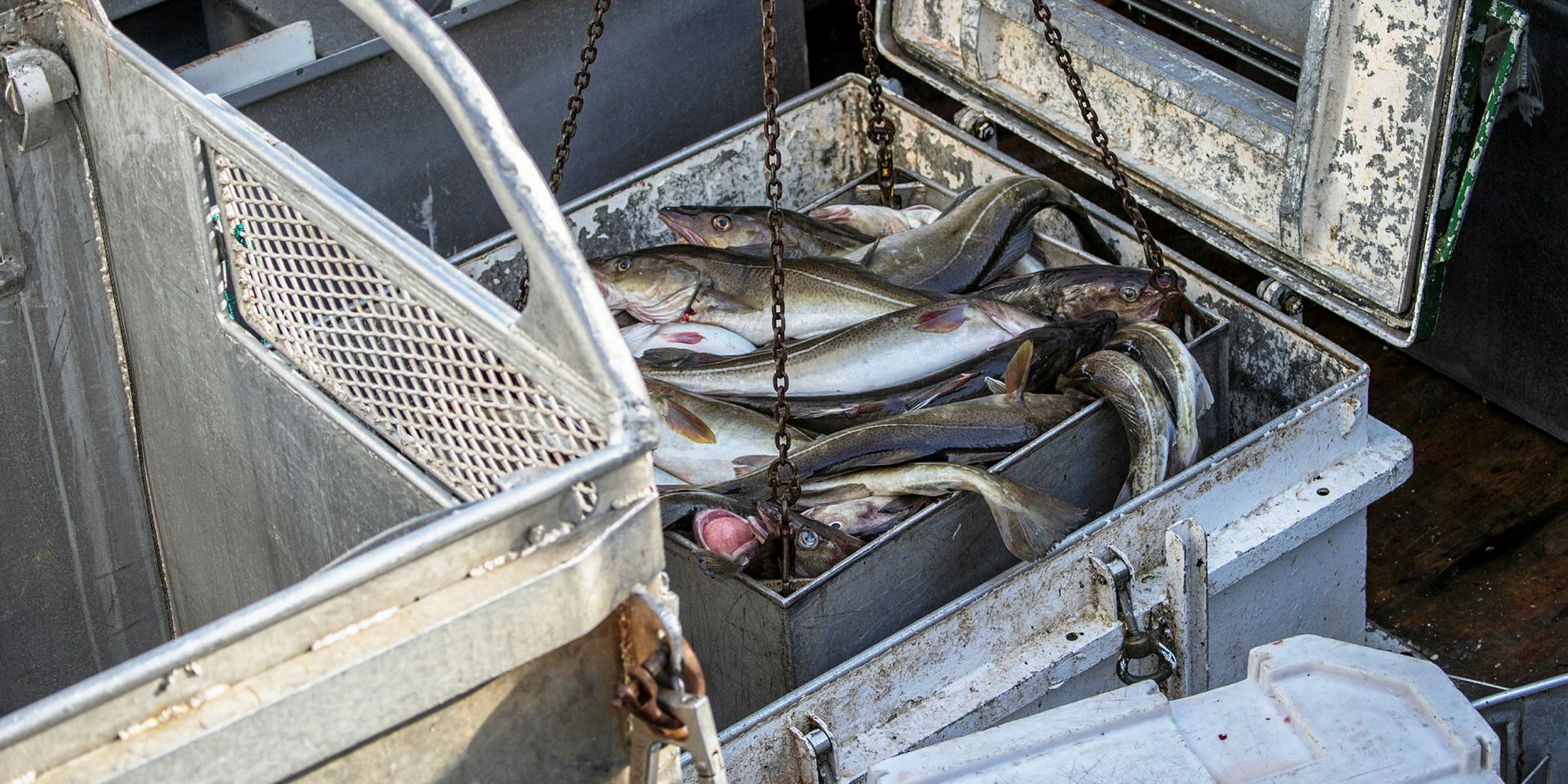 OCI ramps up production at Fortune groundfish plant | IntraFish.com