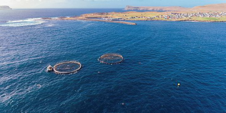 Marine Harvest granted four licenses for 'egg' concept | IntraFish.com