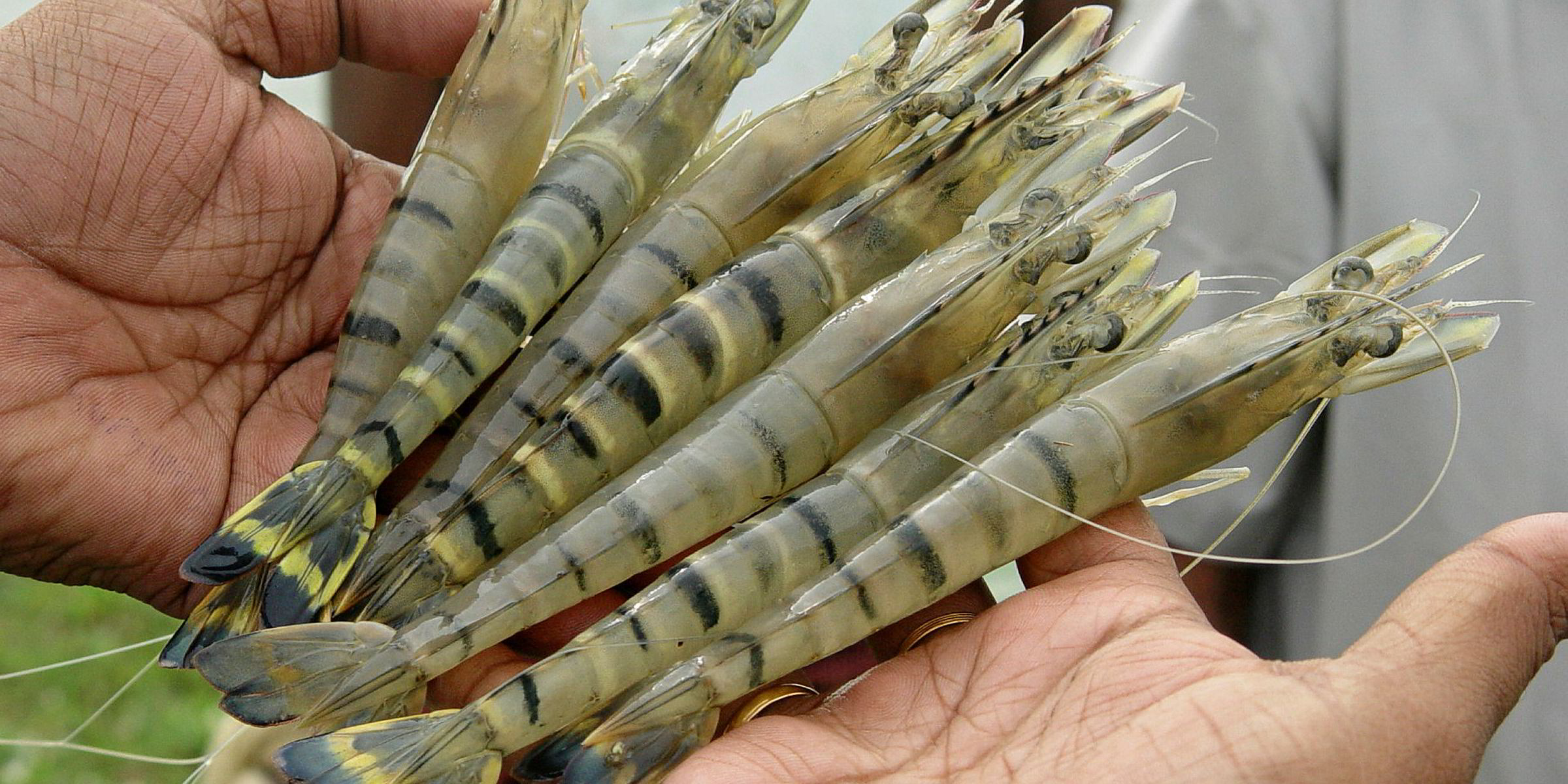 Japan lifts antibiotic inspection order on Indian black tiger shrimp ...