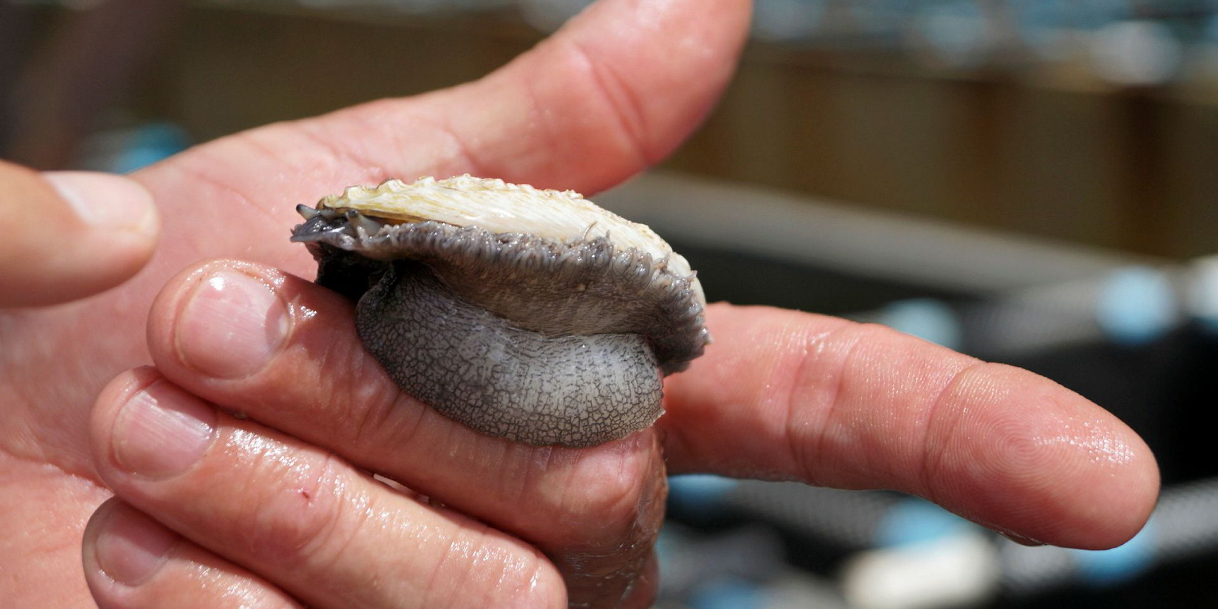South African abalone farmer expanding to Middle East | IntraFish.com