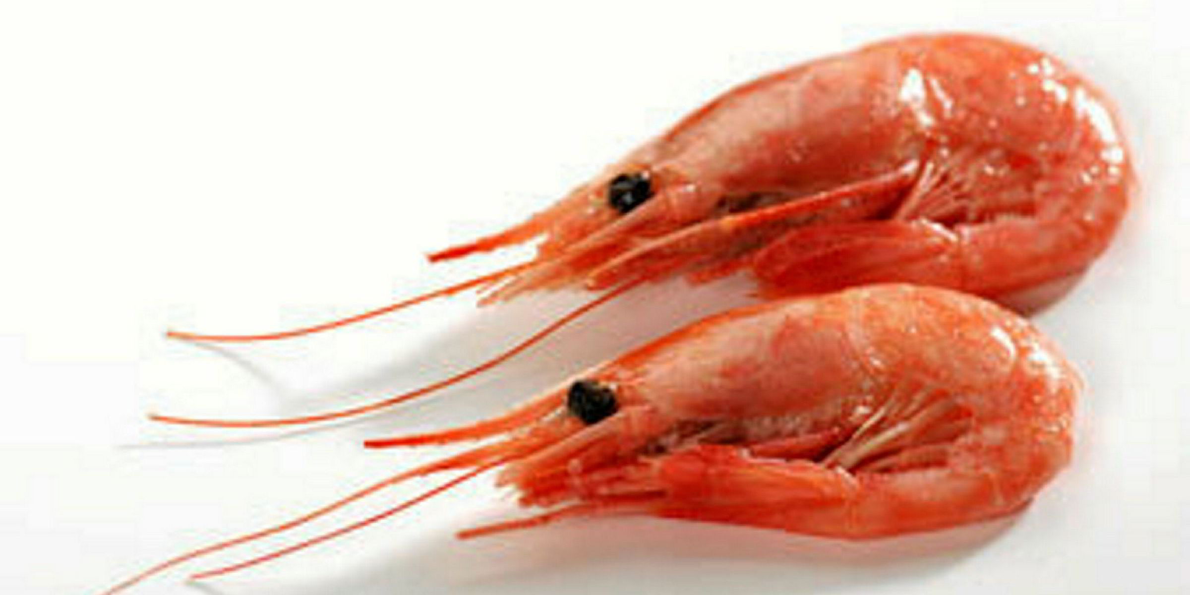 Canadian shrimp harvester invests in new vessel | IntraFish.com