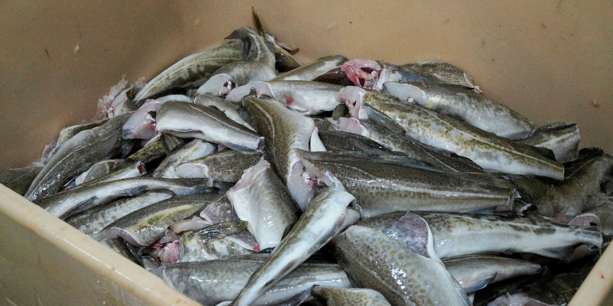 New! Analyzing Alaska pollock, Atlantic cod supply and prices | Intrafish