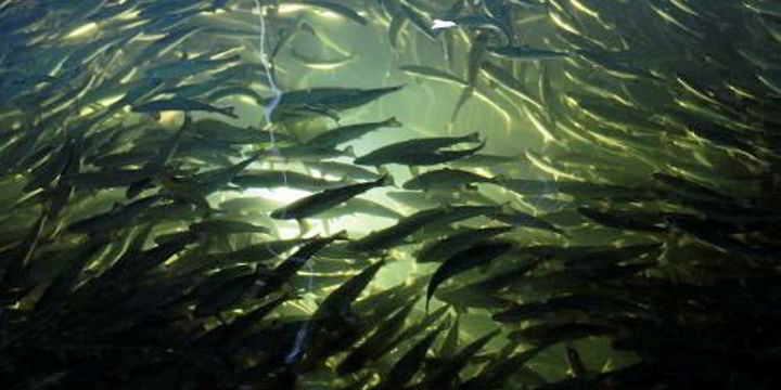 Huon's salmon harvests spike 48% despite deadly jellyfish attacks ...