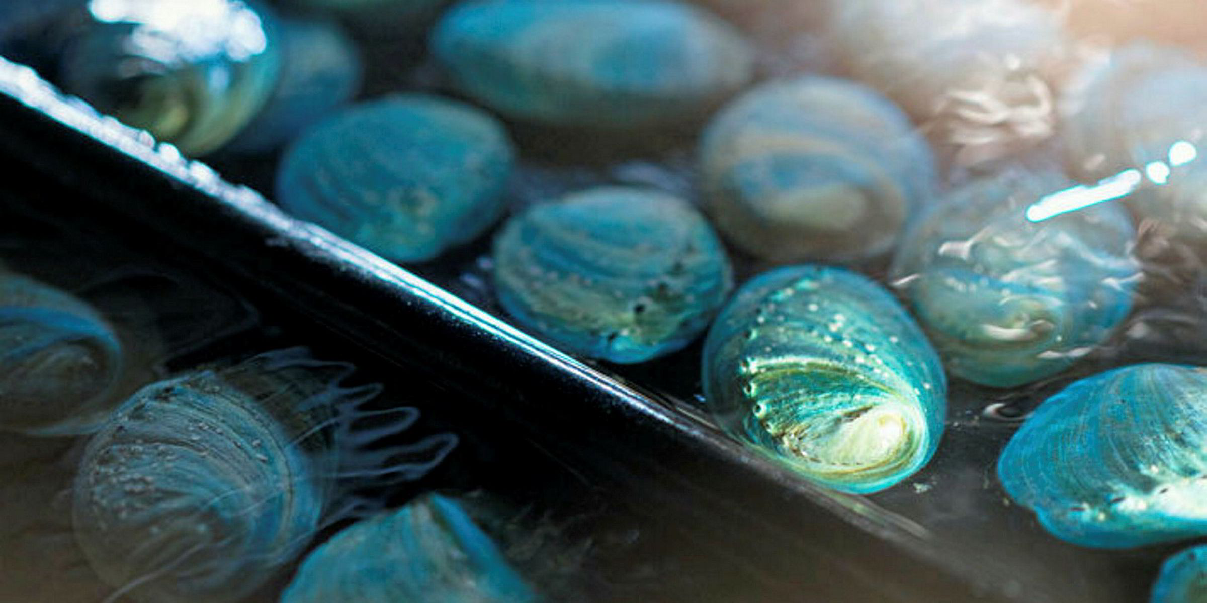 NZ shellfish ban could last a decade | IntraFish.com