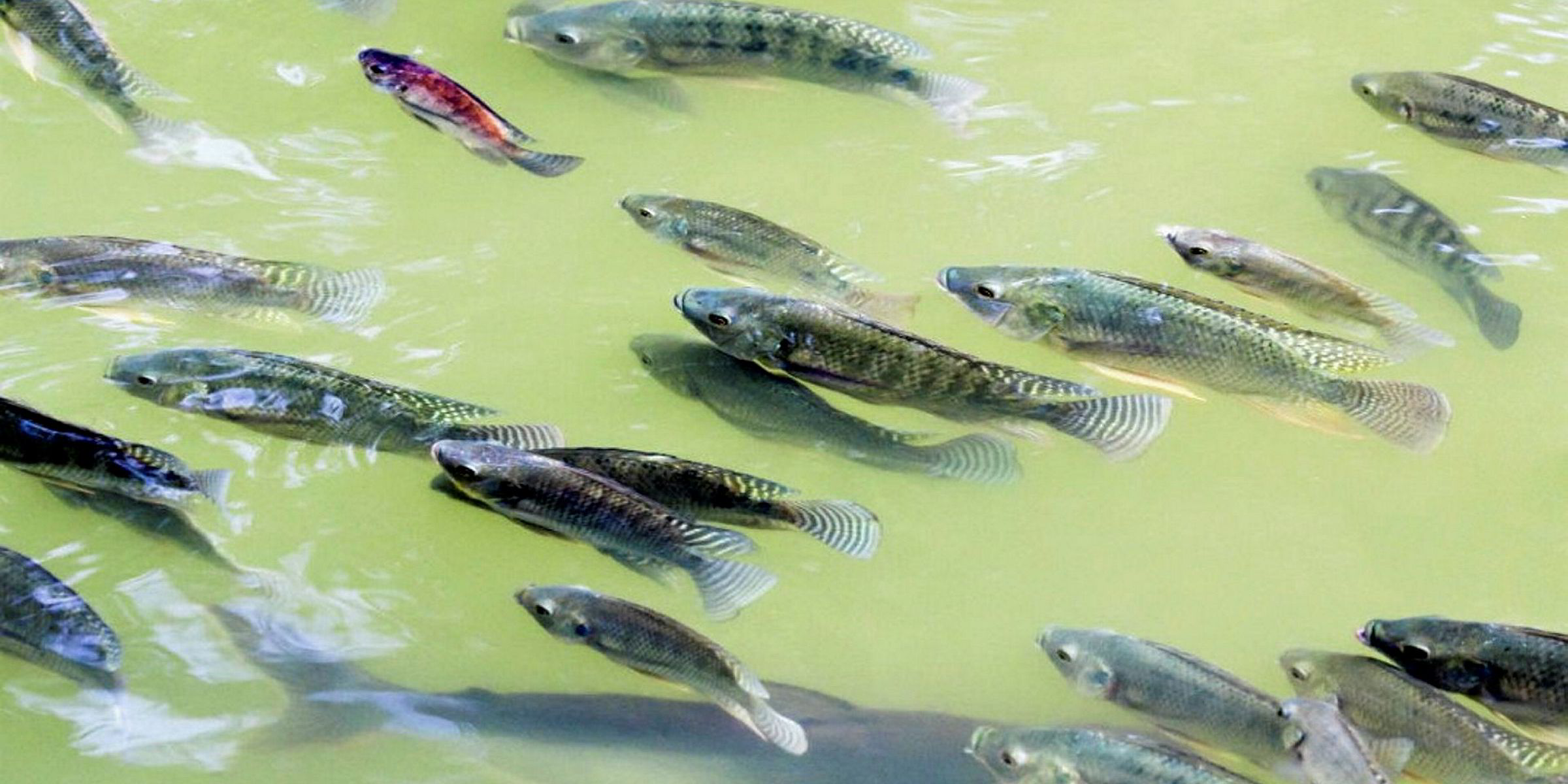 Project to further improve tilapia genetics gets underway | IntraFish.com