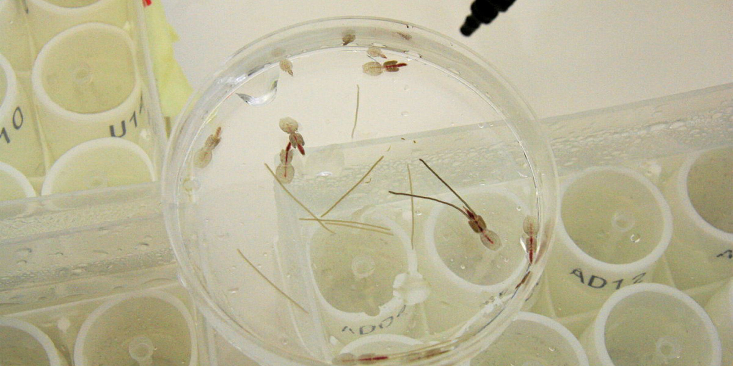 Ingen indikasjon når nytt lusemiddel kommer til Norge | IntraFish.no