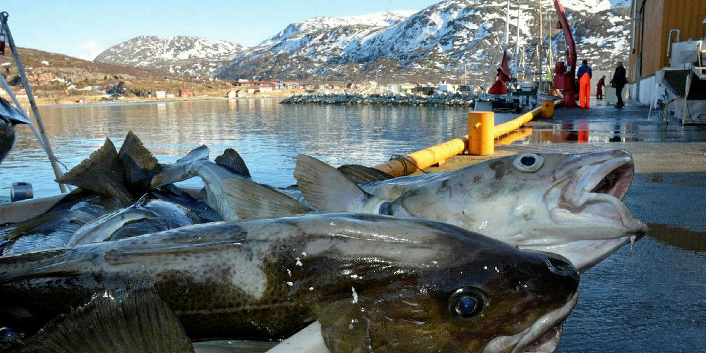 Expert: Expect stable Barents Sea cod quota in the long run | Intrafish