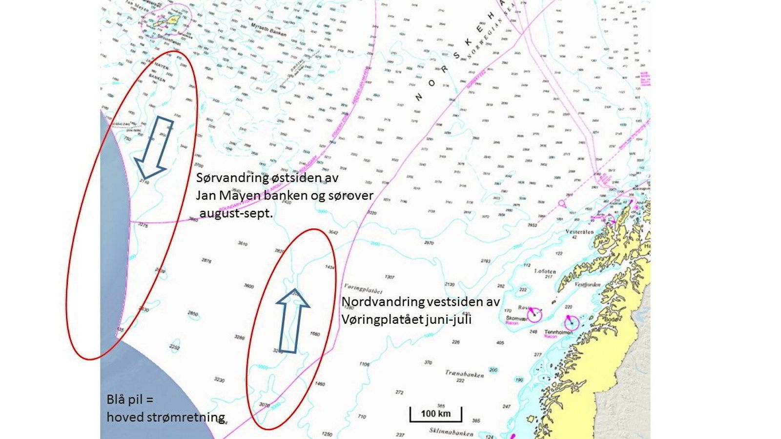 Island og Færøyene boltrer seg i stor makrell | Fiskeribladet