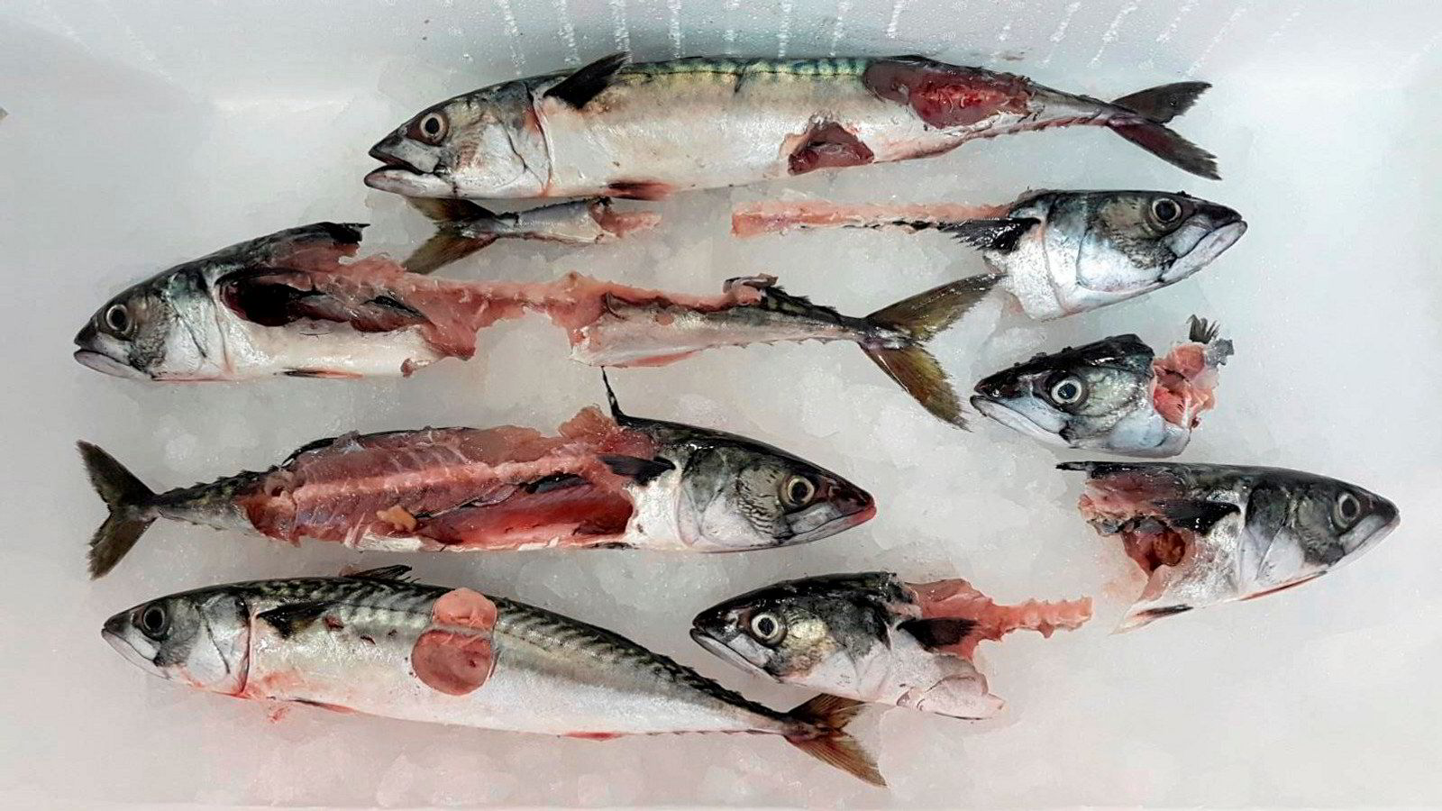 Endelig får Kjell fiske på haien som har vært en pest og plage: – Kan ...