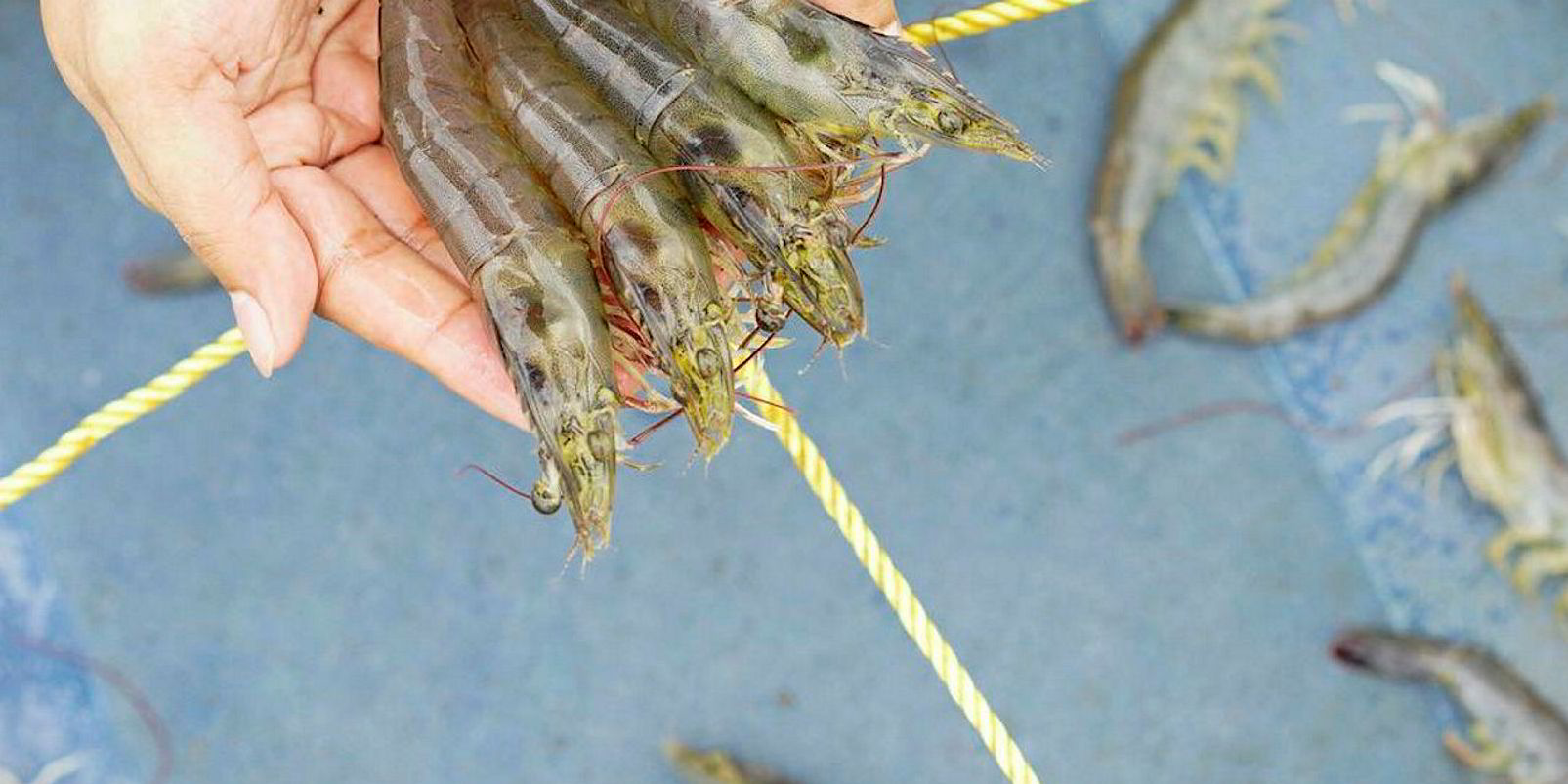 New US land-based shrimp farm targets fresh market | IntraFish.com