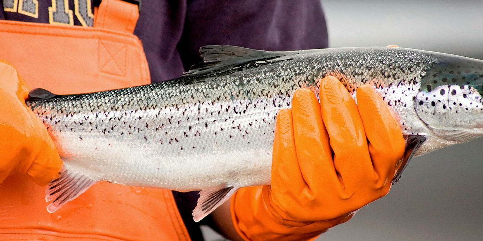 Mowi, Leroy, Grieg among salmon companies named in new $380 million ...