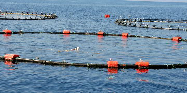 FAO backs the use genetic improvement to boost aquaculture production ...