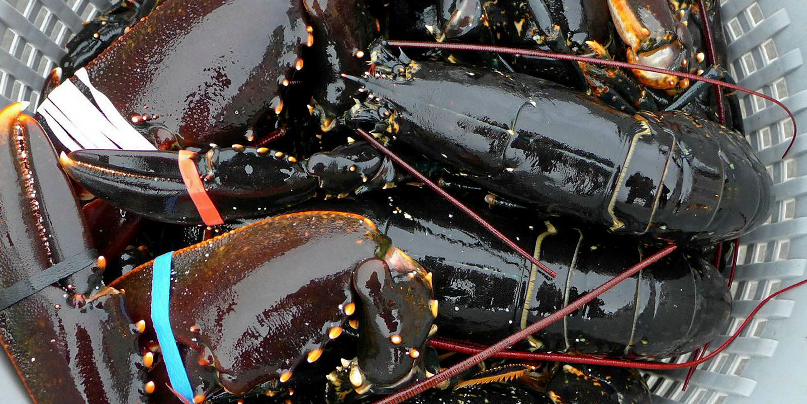 Konkurs for Norsk Hummer Drift etter store tap | Fiskeribladet