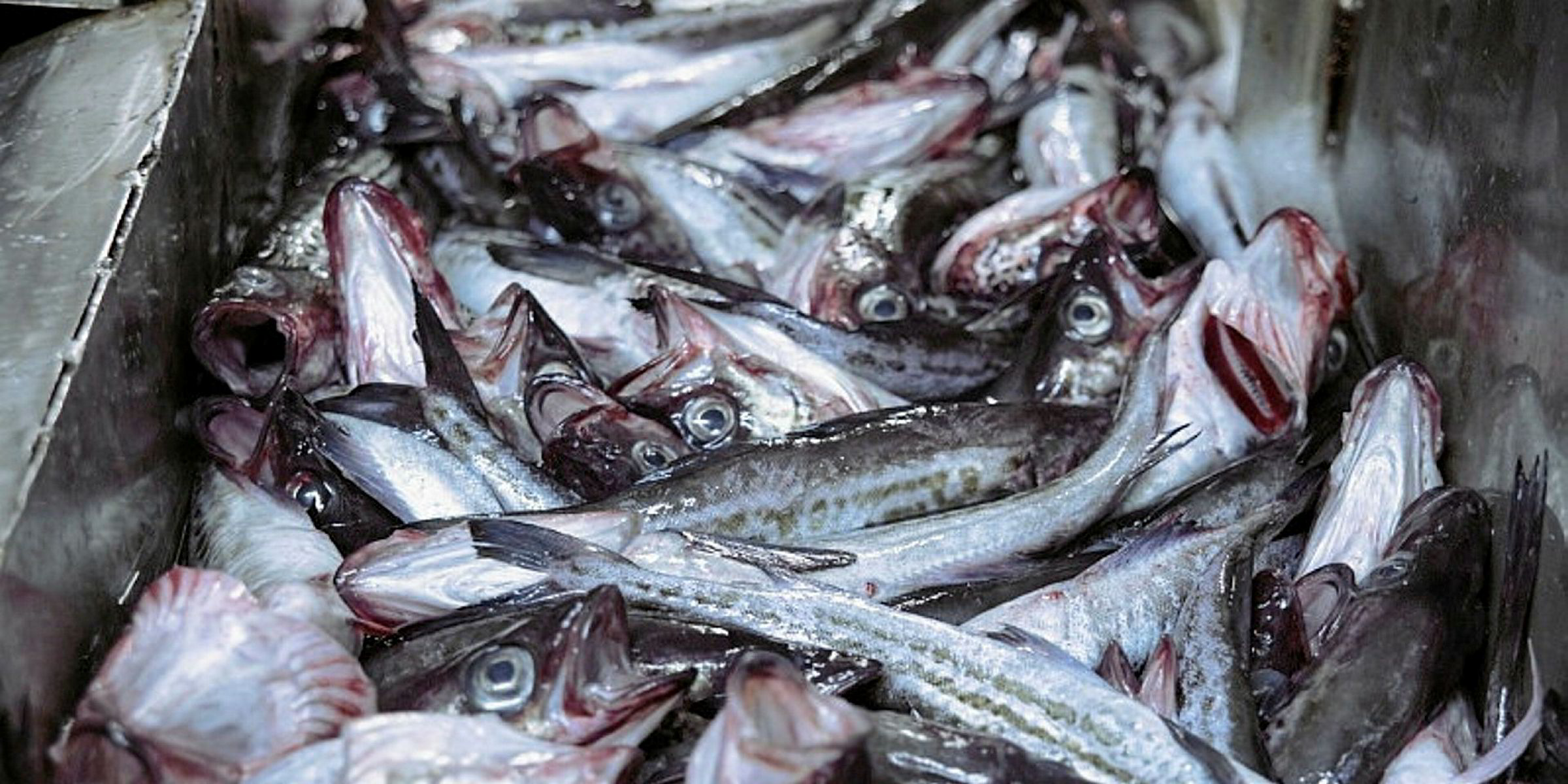 Russian of Sea of Okhotsk pollock fishery gains MSC recertification ...