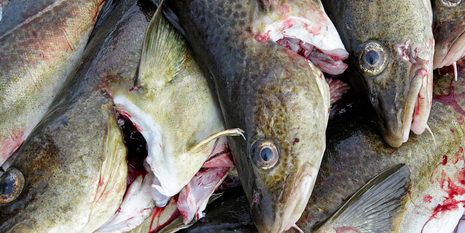 North Sea cod loses critical Marine Stewardship Council certification ...
