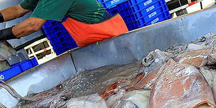 Peru's giant squid landings recover after three-year decline ...
