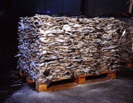 Who's behind the world's illegal fish trade? | IntraFish.com
